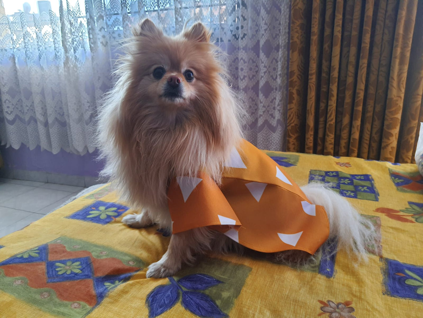 Disfraz de Zenitsu para Perros y Gatos - Cosplay Divertido de Kimetsu ...